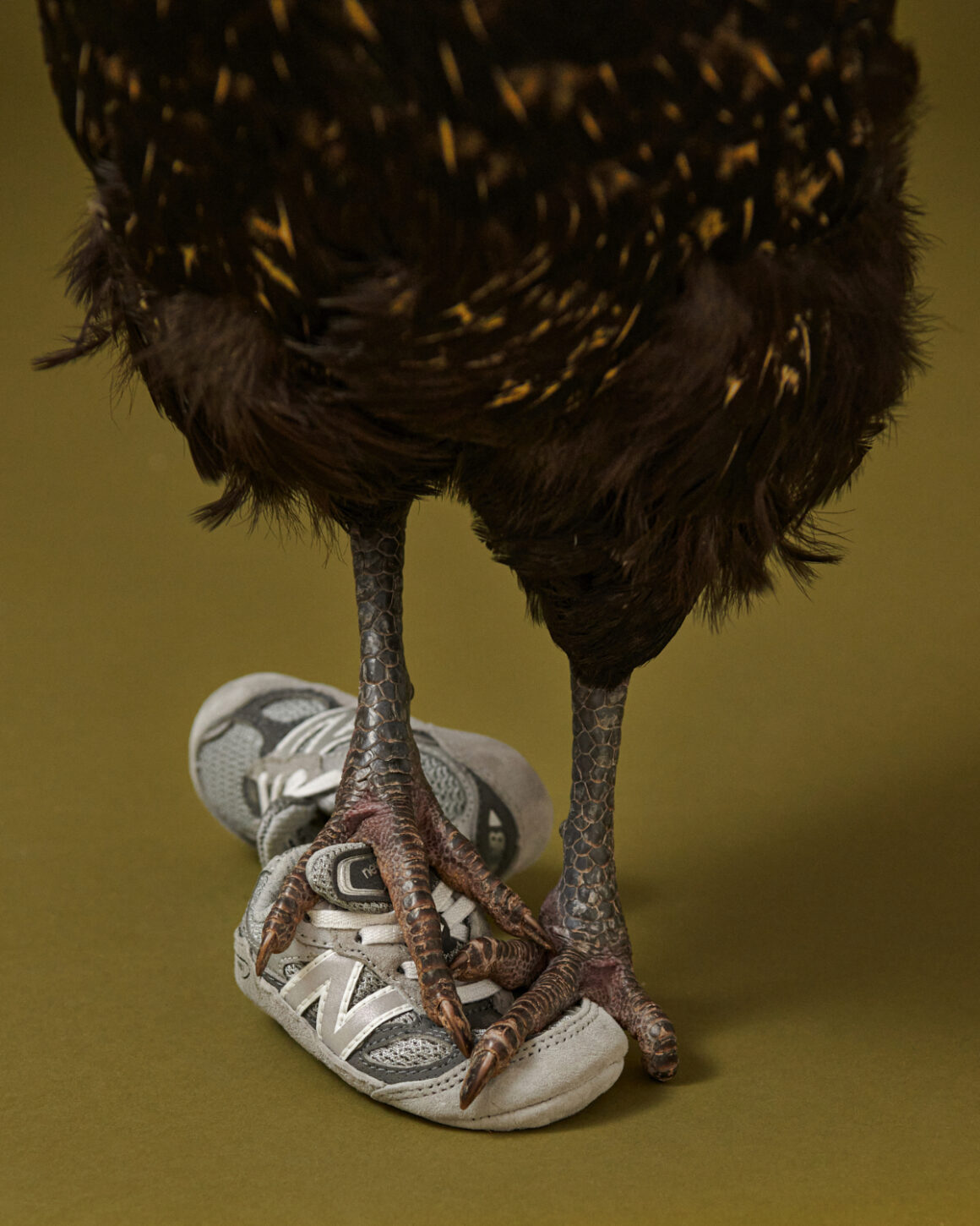 New Balance Made in USA: craftsmanship. And chickens. – BLOG | FOOTDISTRICT